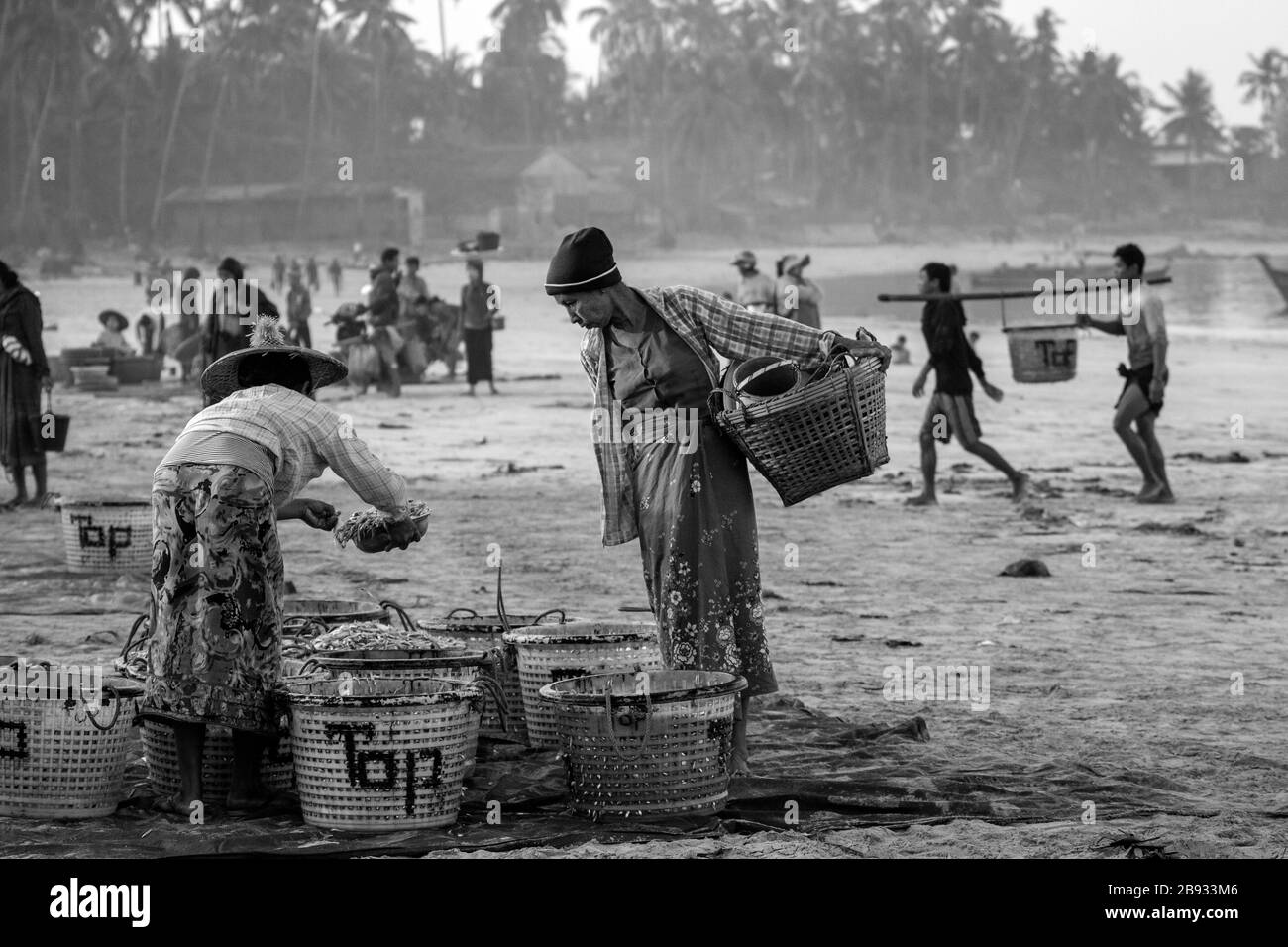 The morning catch has arrived at Ngapali fishing village. The fish is ...