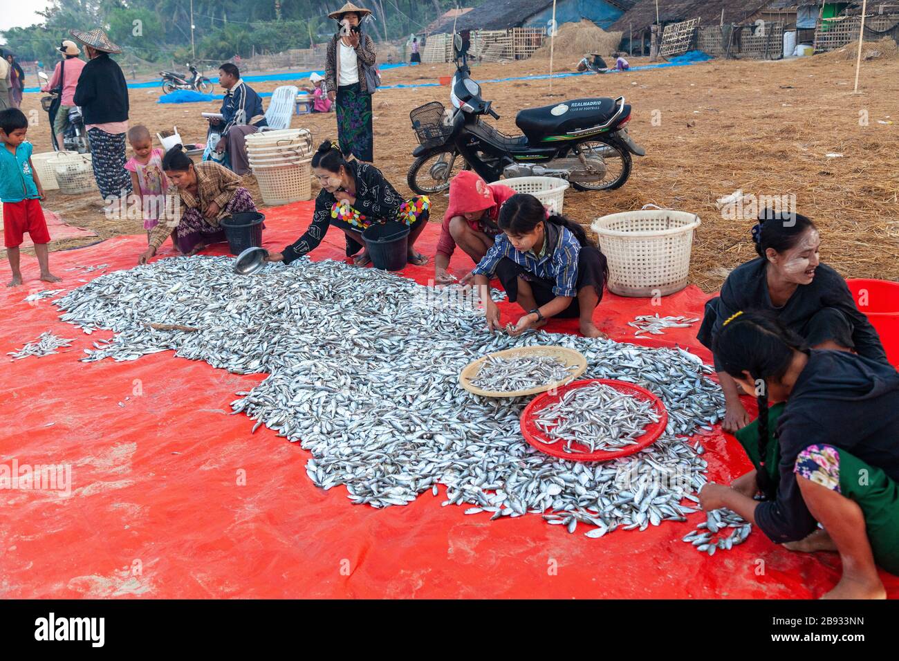 Indian fish sorting hi-res stock photography and images - Alamy
