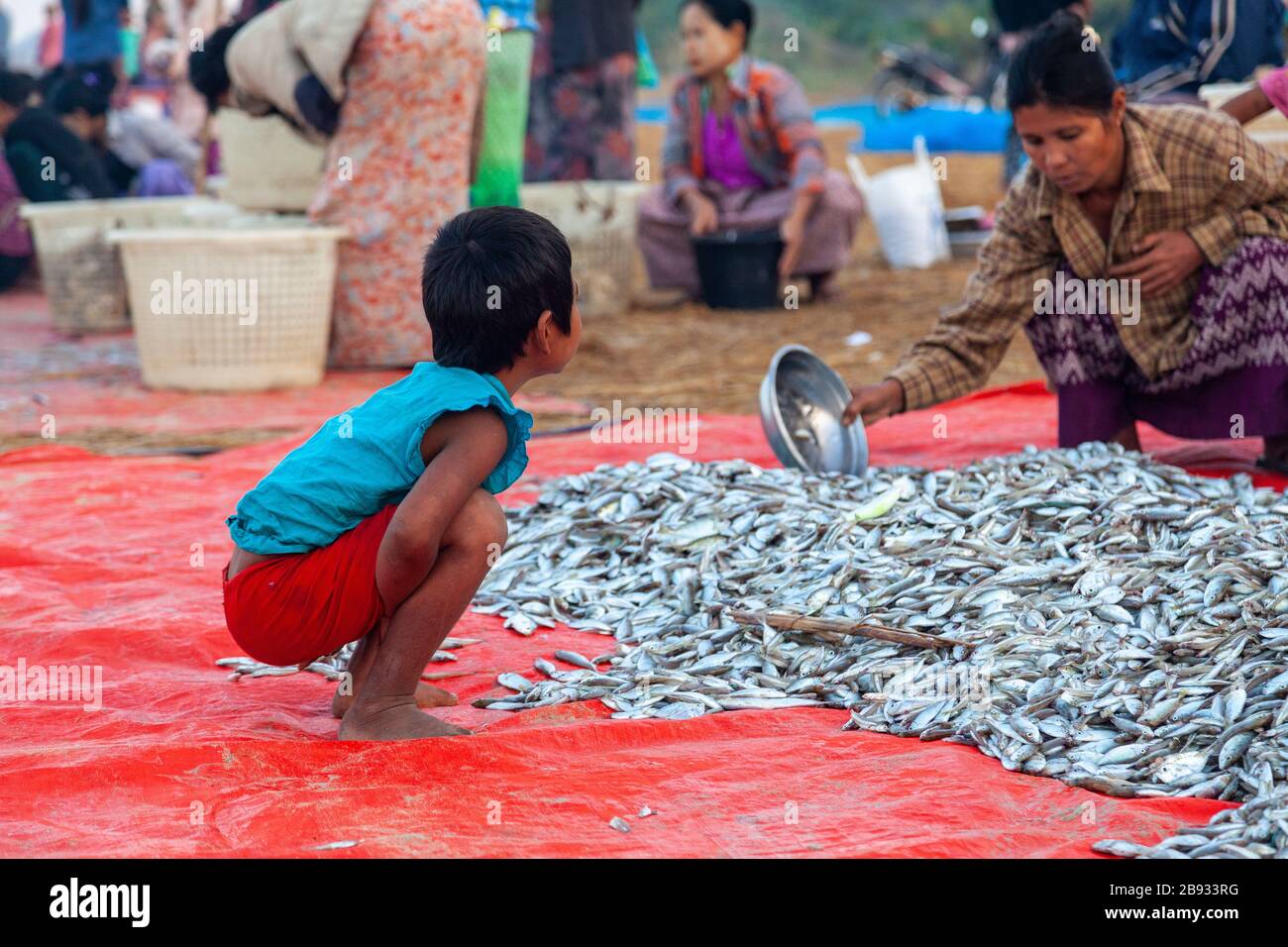 The morning catch has arrived at Ngapali fishing village. The fish is ...