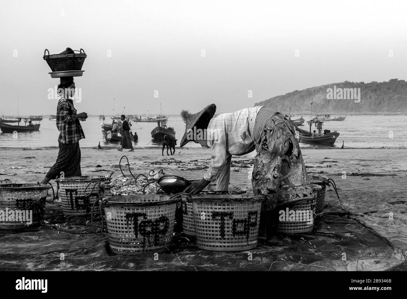 The morning catch has arrived at Ngapali fishing village. The fish is ...