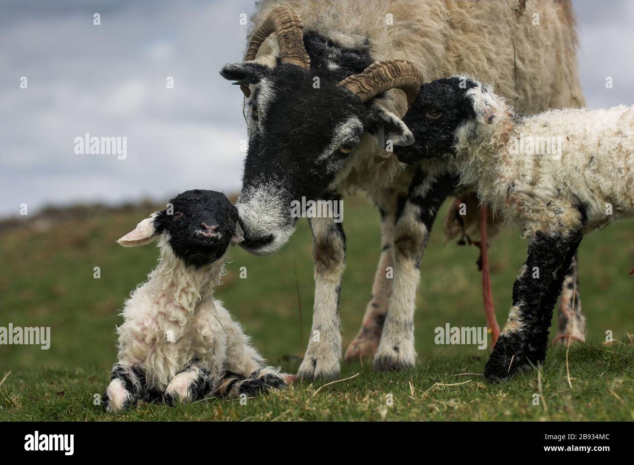 Swaledale ewe cleaning newborn twin lambs in an upland pasture, Cumbria ...
