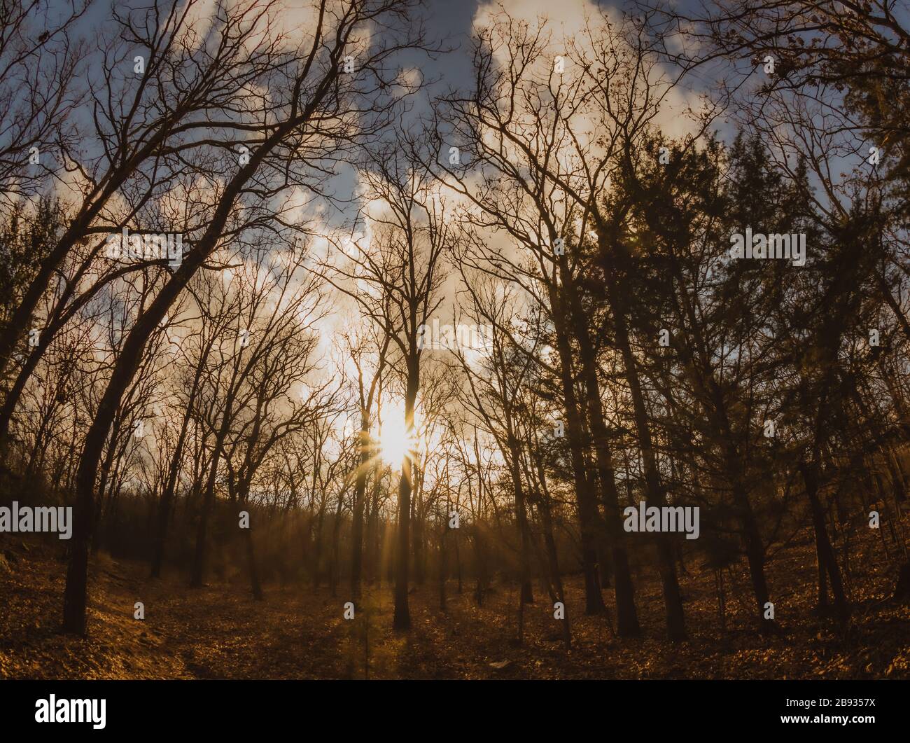 A Fish Eyed view of the forest in Oklahoma Stock Photo - Alamy