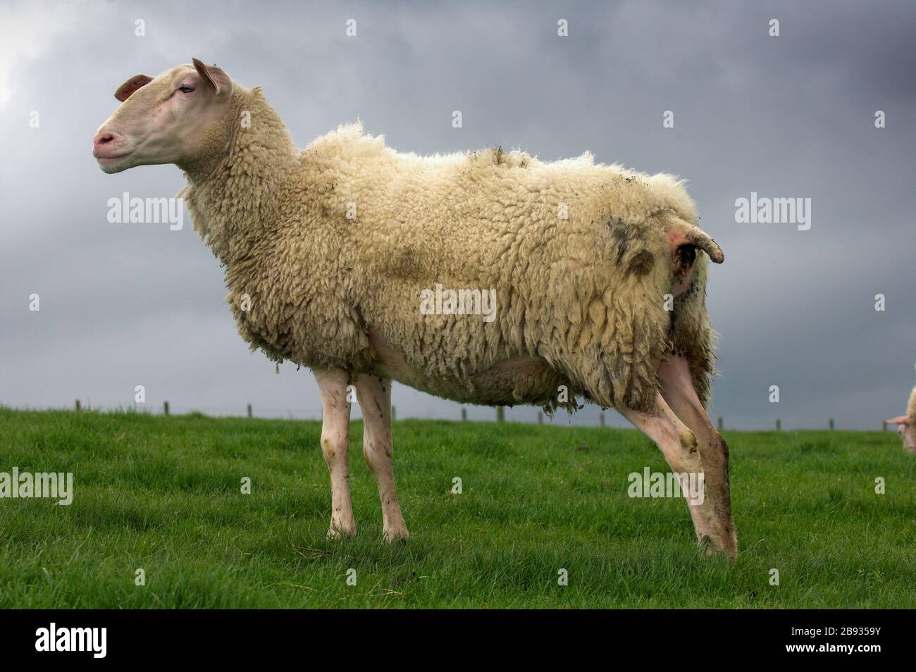 British Milk sheep, a breed bred for producing milk for human ...