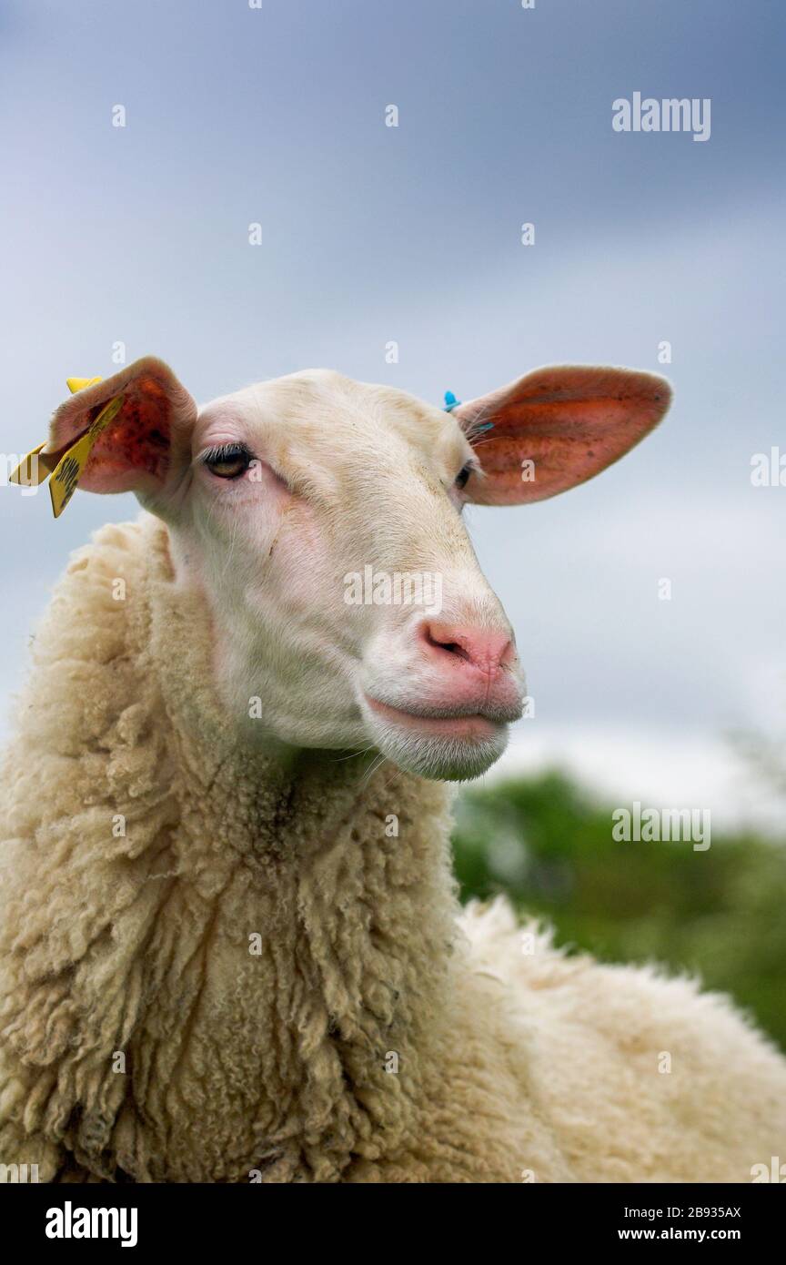 British milk sheep hi-res stock photography and images - Alamy