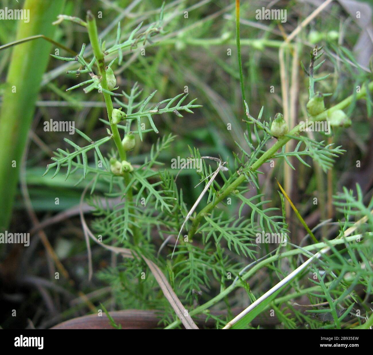 Proserpinaca pectinata hi-res stock photography and images - Alamy