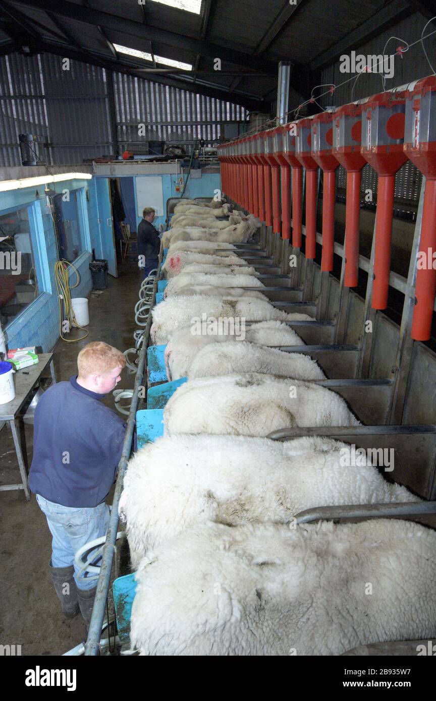 Milking sheep hi-res stock photography and images - Alamy