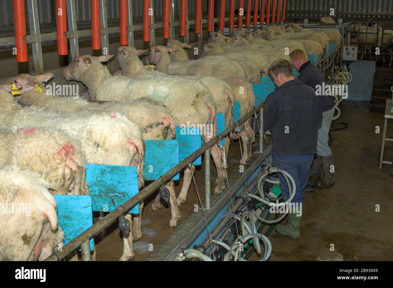 Milking sheep hi-res stock photography and images - Alamy