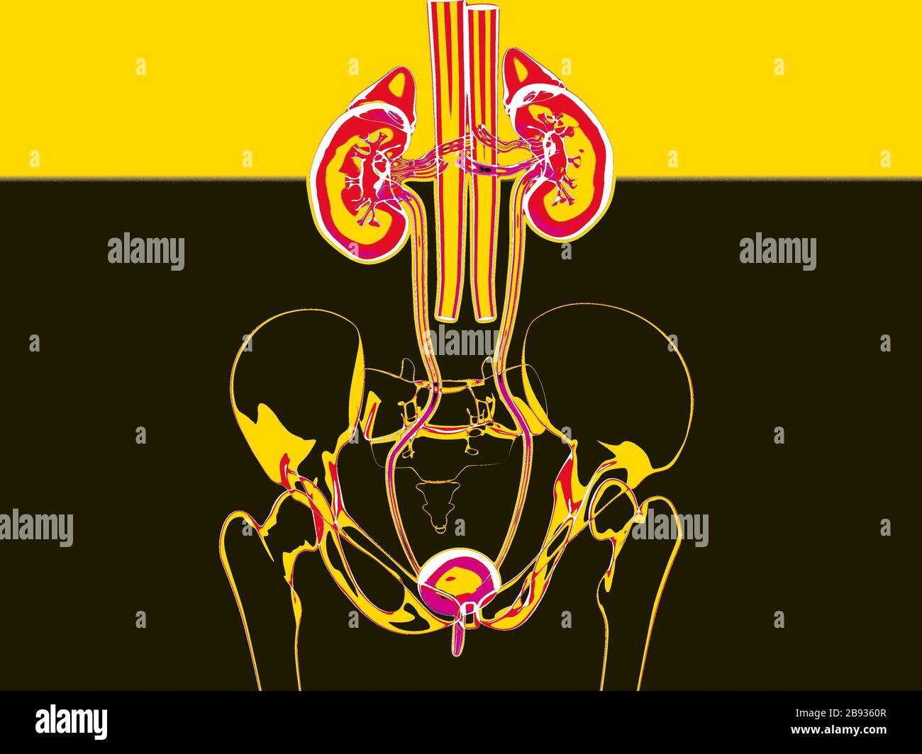 Illustration of female urinary tract with kidneys, ureter and bladder ...