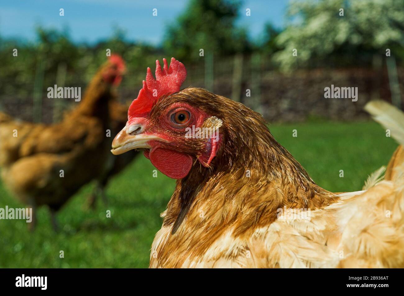 Free range hens in a lush green pasture in spring. Cumbria, UK Stock ...