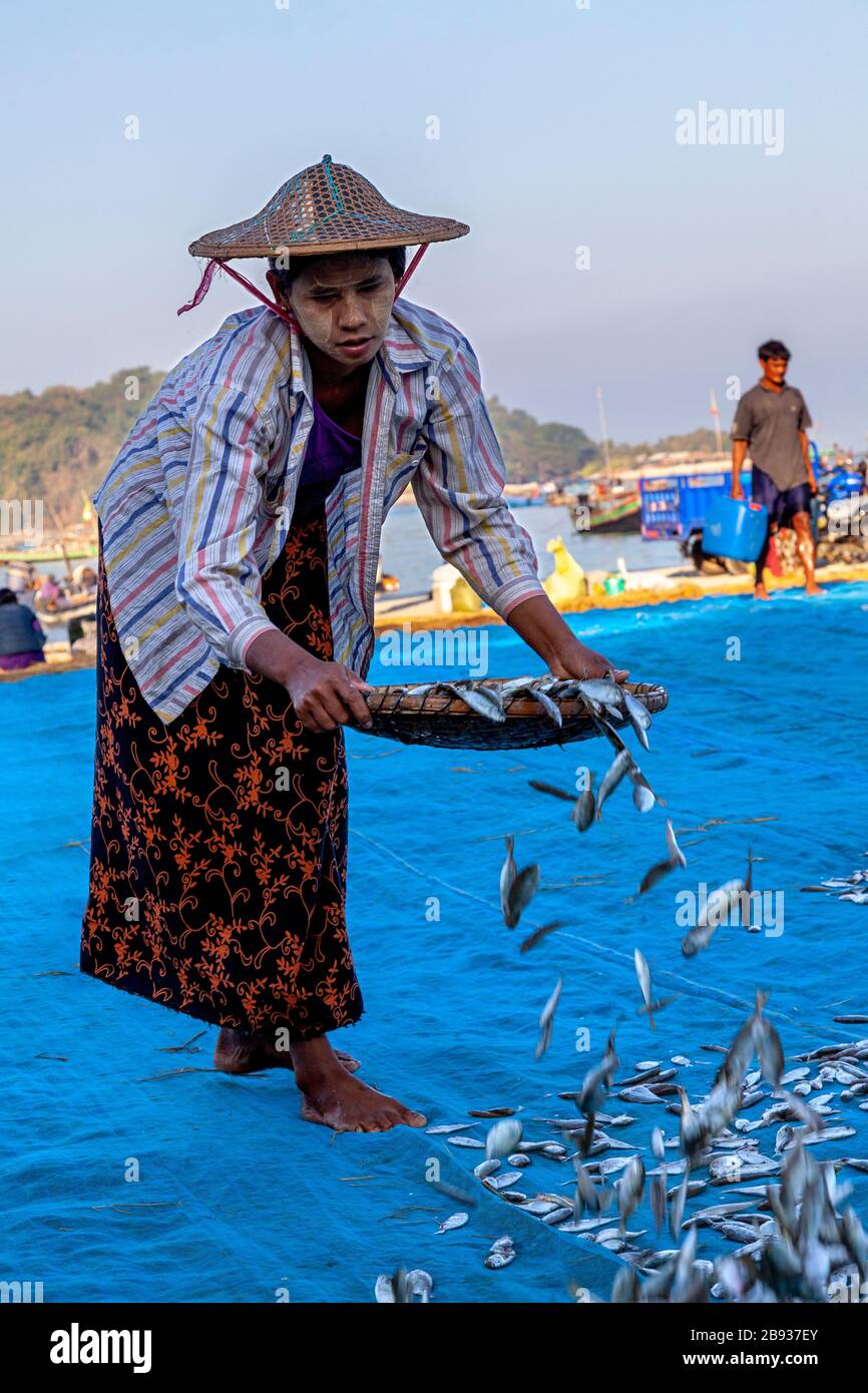 The morning catch has arrived at Ngapali fishing village. The fish is ...