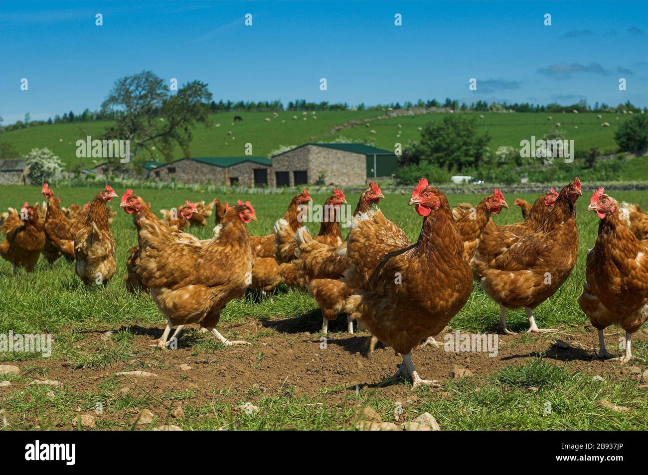 Chicken hen avian grazing roaming hi-res stock photography and images ...