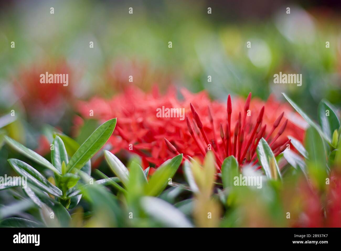 Depth of focus hi-res stock photography and images - Alamy