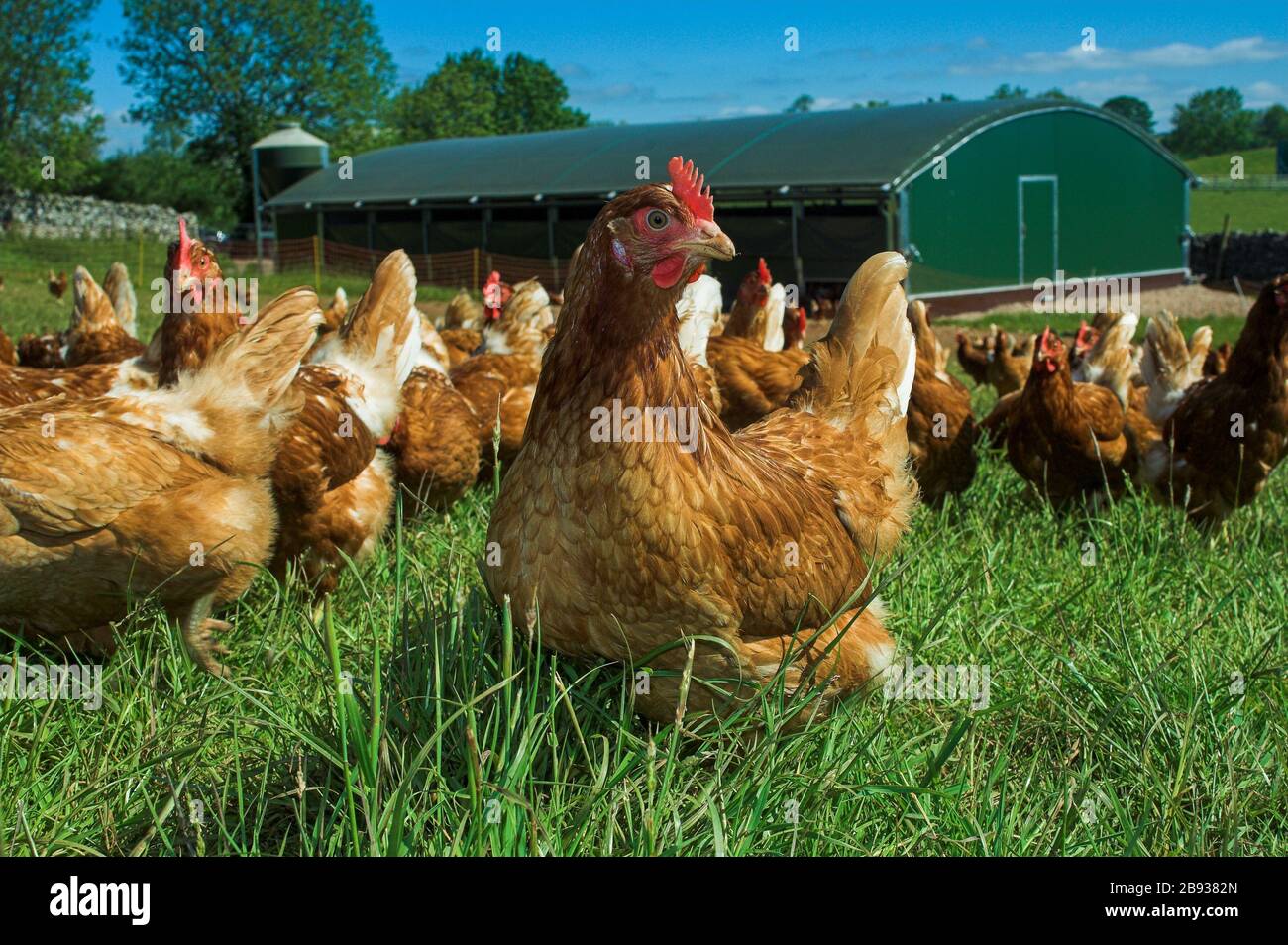 Free range laying hens uk hi-res stock photography and images - Alamy