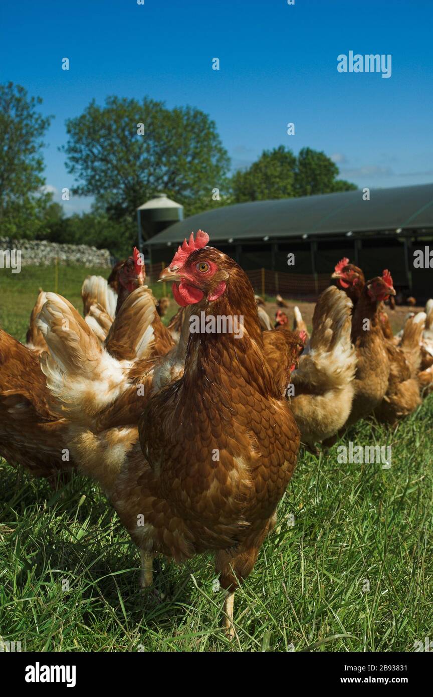 Chicken hen avian grazing roaming hi-res stock photography and images ...