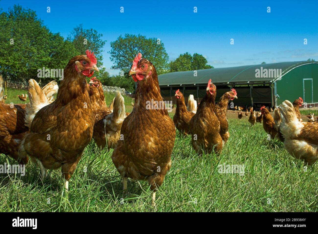 Chicken hen avian grazing field bird hi-res stock photography and ...