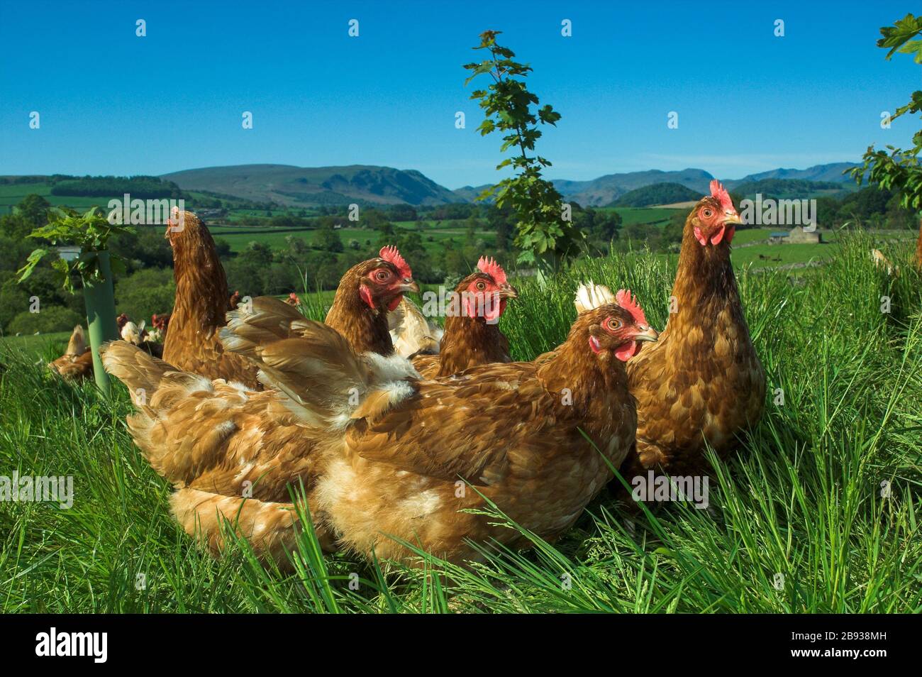 Free Range hens in pastures in Cumbria, UK Stock Photo - Alamy