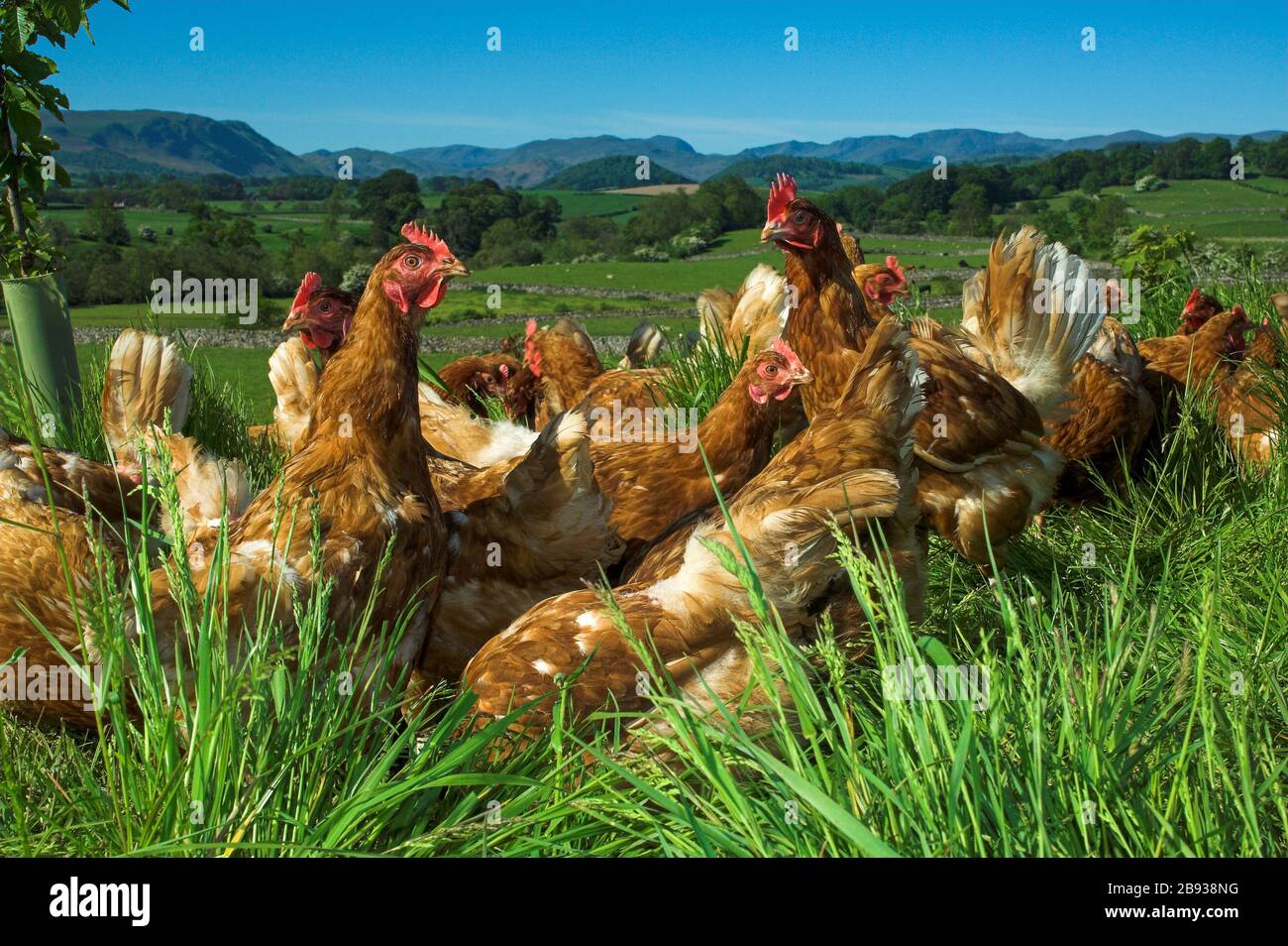 Free Range hens in pastures in Cumbria, UK Stock Photo - Alamy