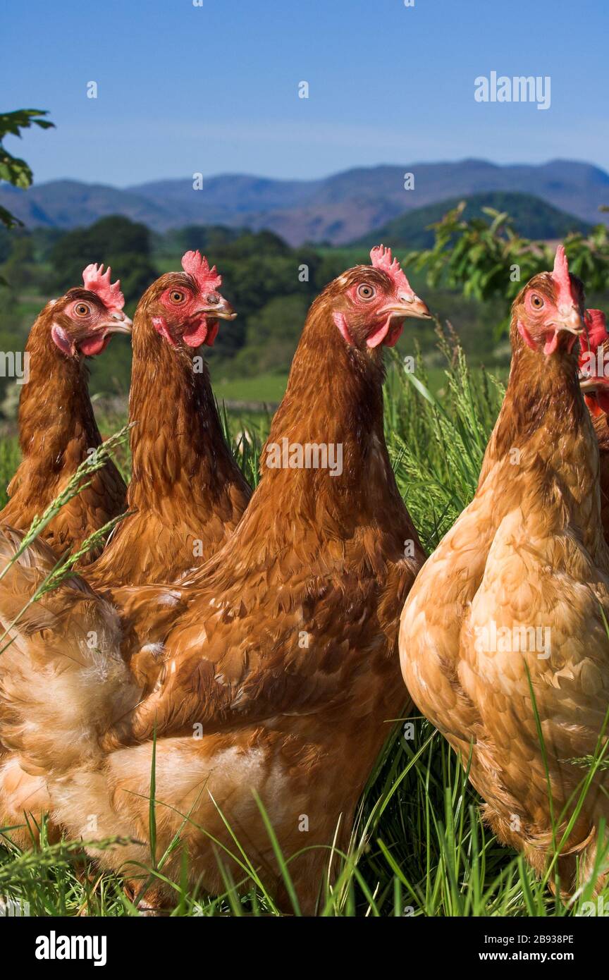 Brown chickens uk free range eggs hi-res stock photography and images ...