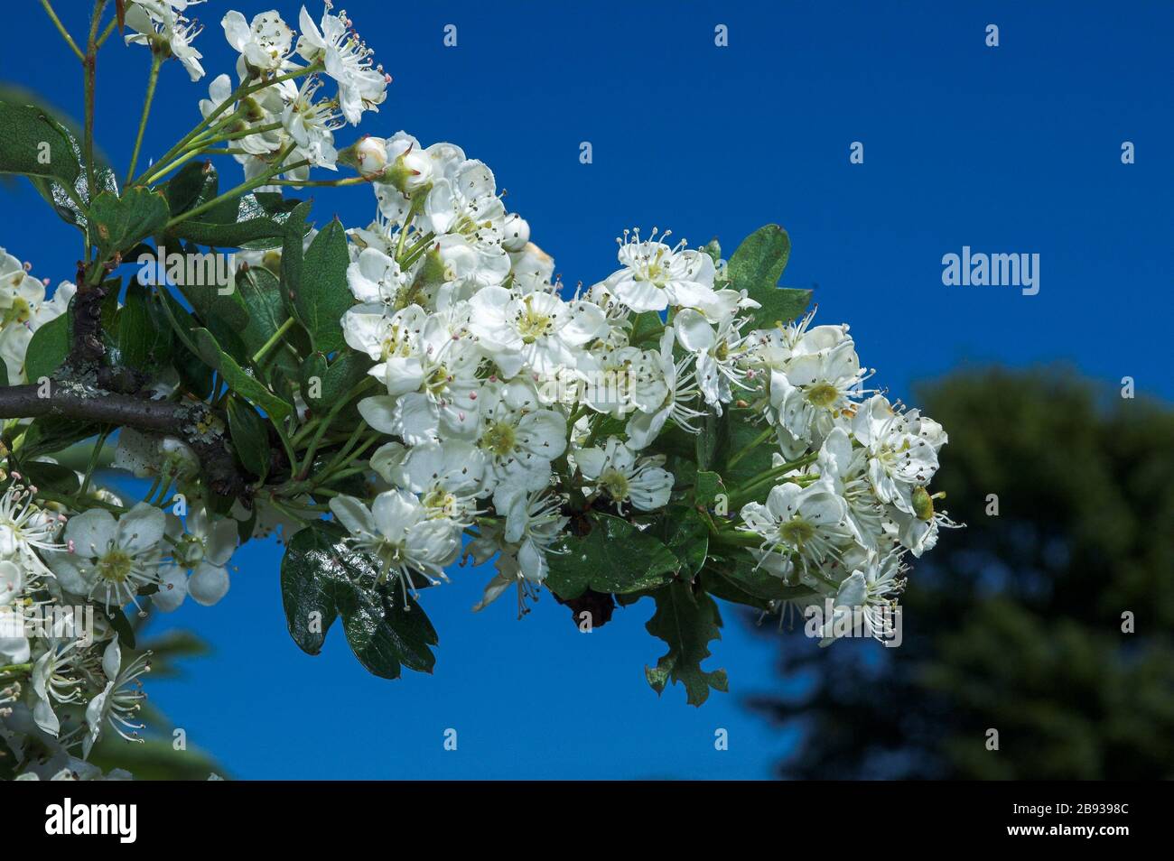 Hawthorn blossom out in full bloom, spring Stock Photo - Alamy