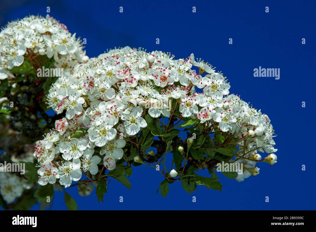 Hawthorn hedge in bloom hi-res stock photography and images - Alamy