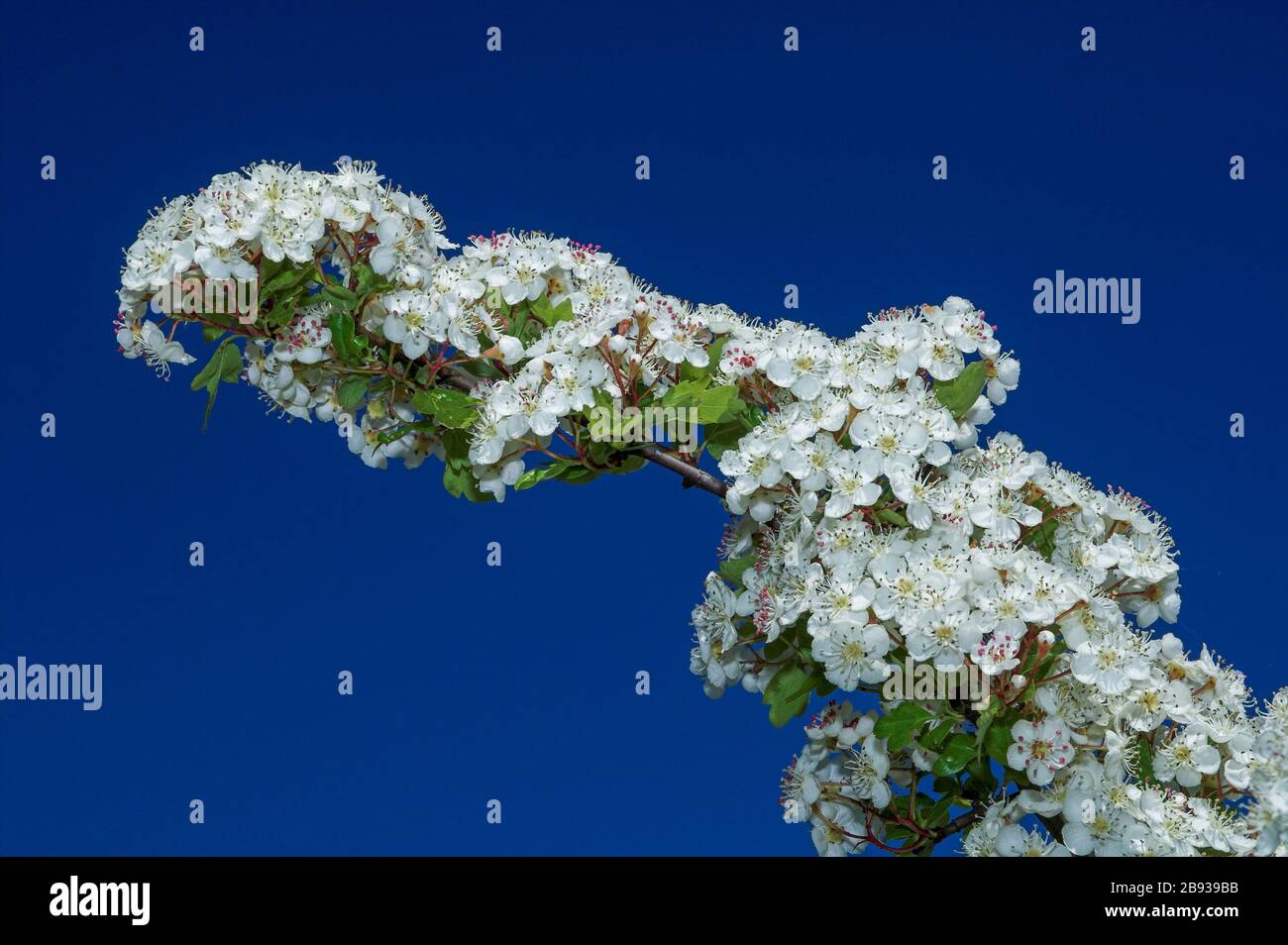 White hawthorn in blossom hi-res stock photography and images - Alamy