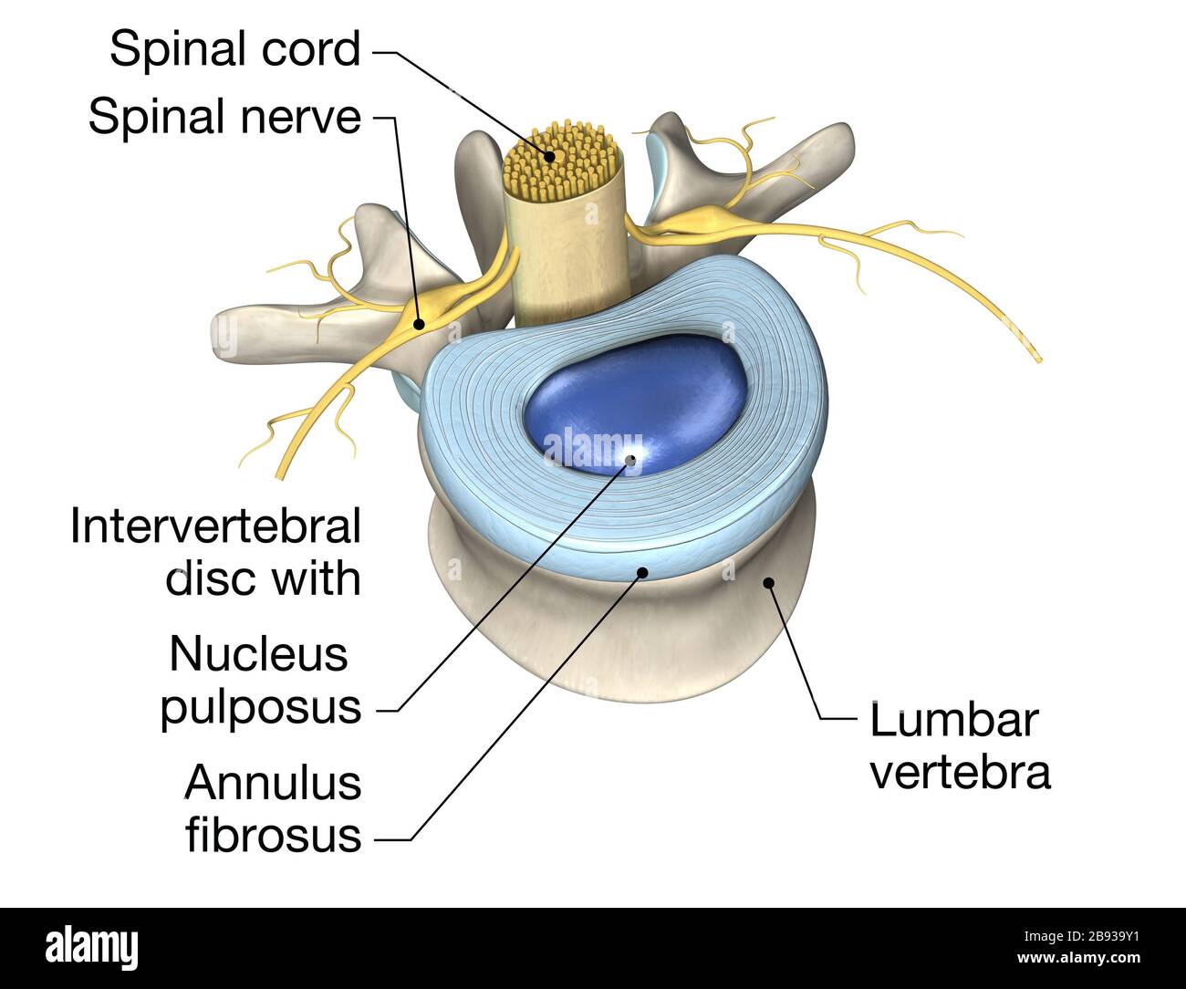 3D illustration showing lumbal vertebra with intervertebral disc ...