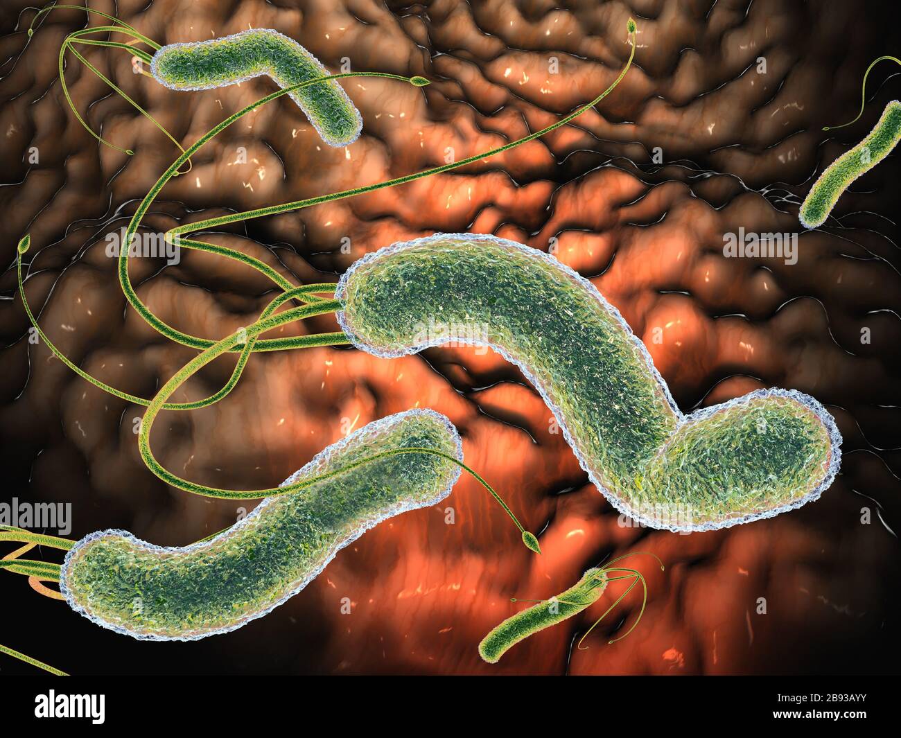 Helicobacter pylori infection hi-res stock photography and images - Alamy