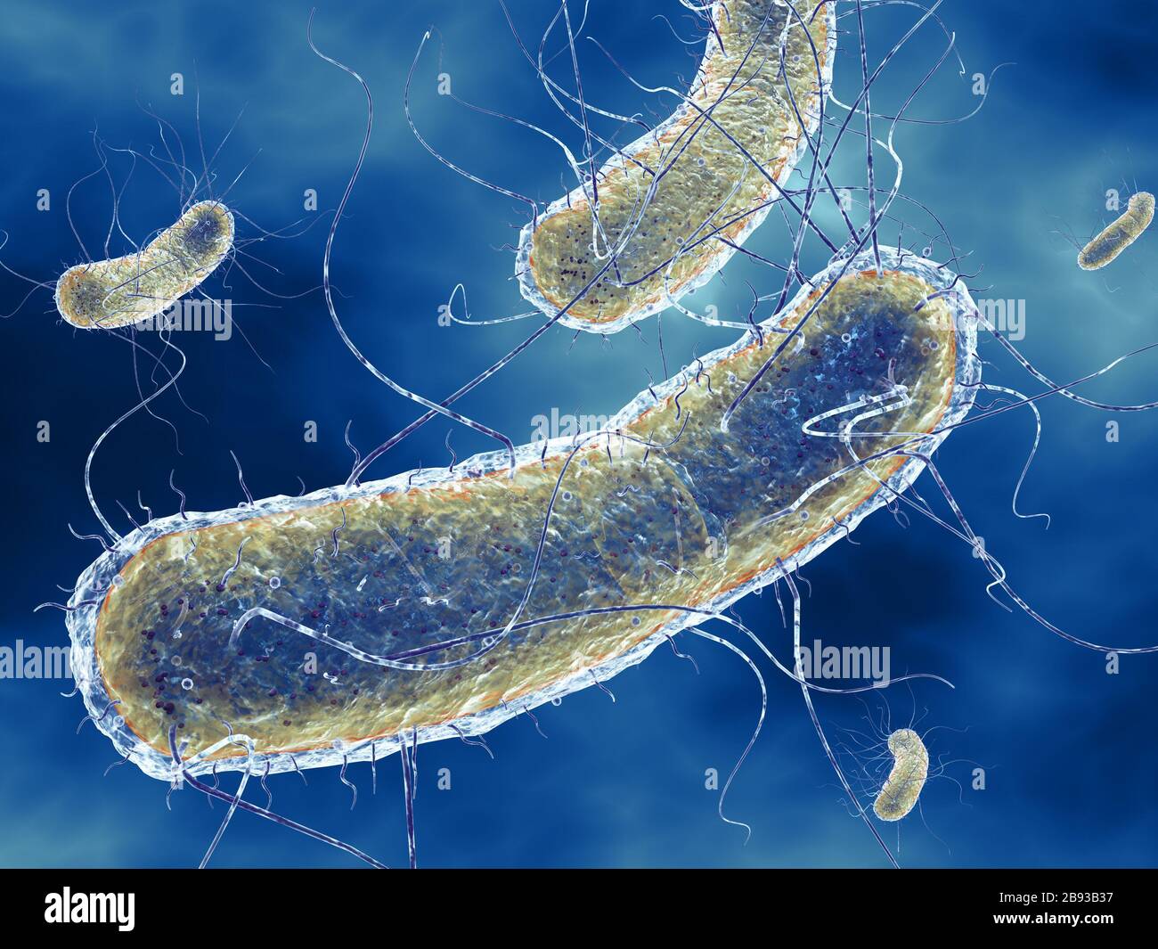 3D Illustration showing Escherichia coli bacteria (E. coli) with ...