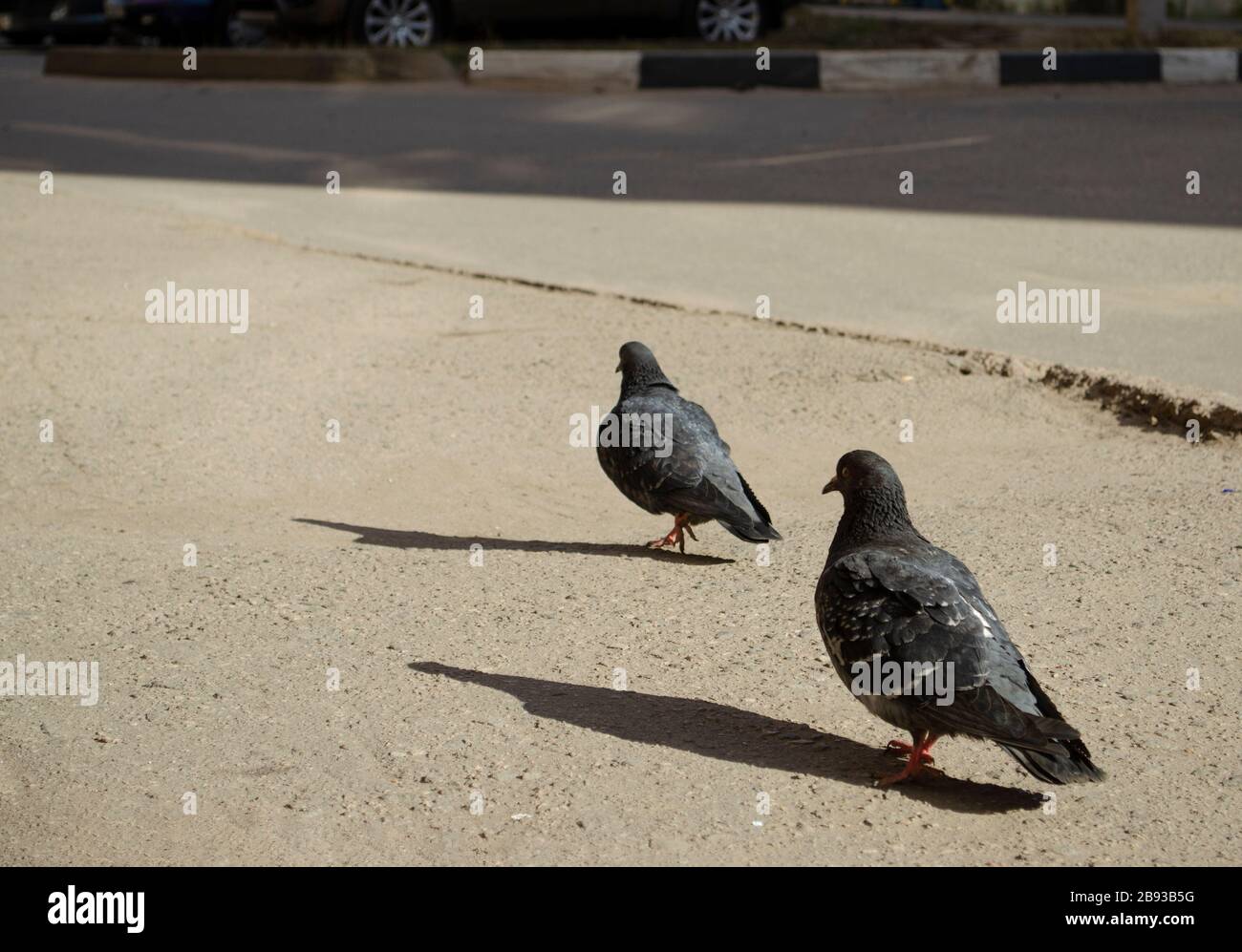Pedestrian street bird hi-res stock photography and images - Alamy