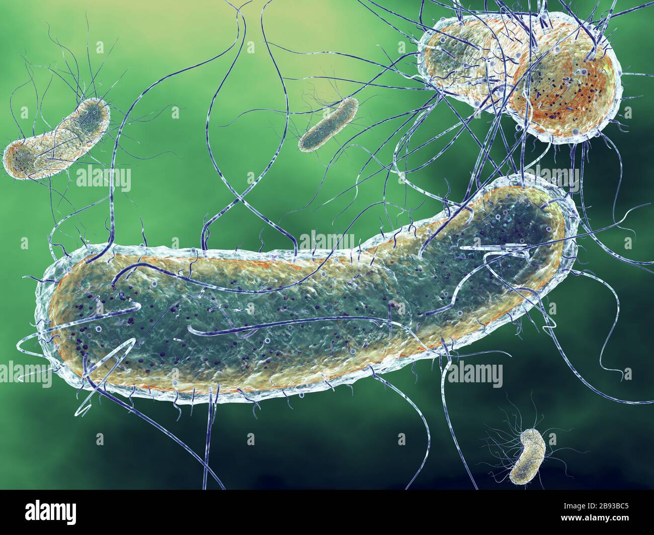 3D Illustration showing Escherichia coli bacteria (E. coli) with ...