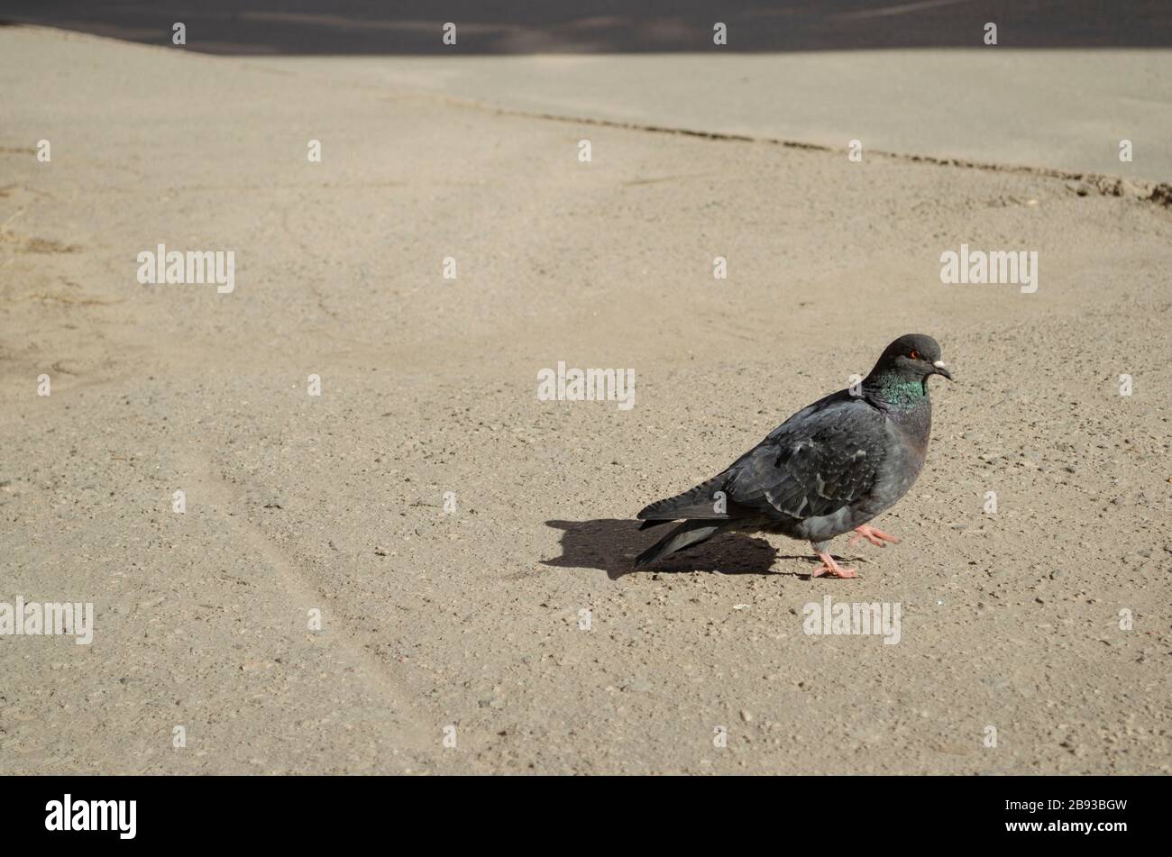 Beautiful bird walking on hi-res stock photography and images - Alamy