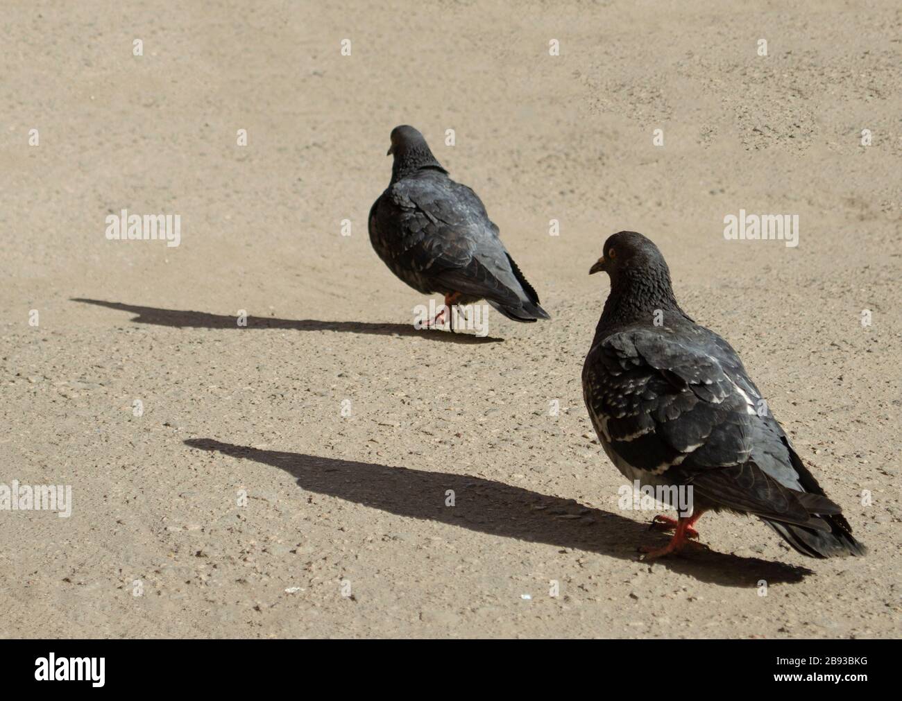 Birds closeup hi-res stock photography and images - Alamy