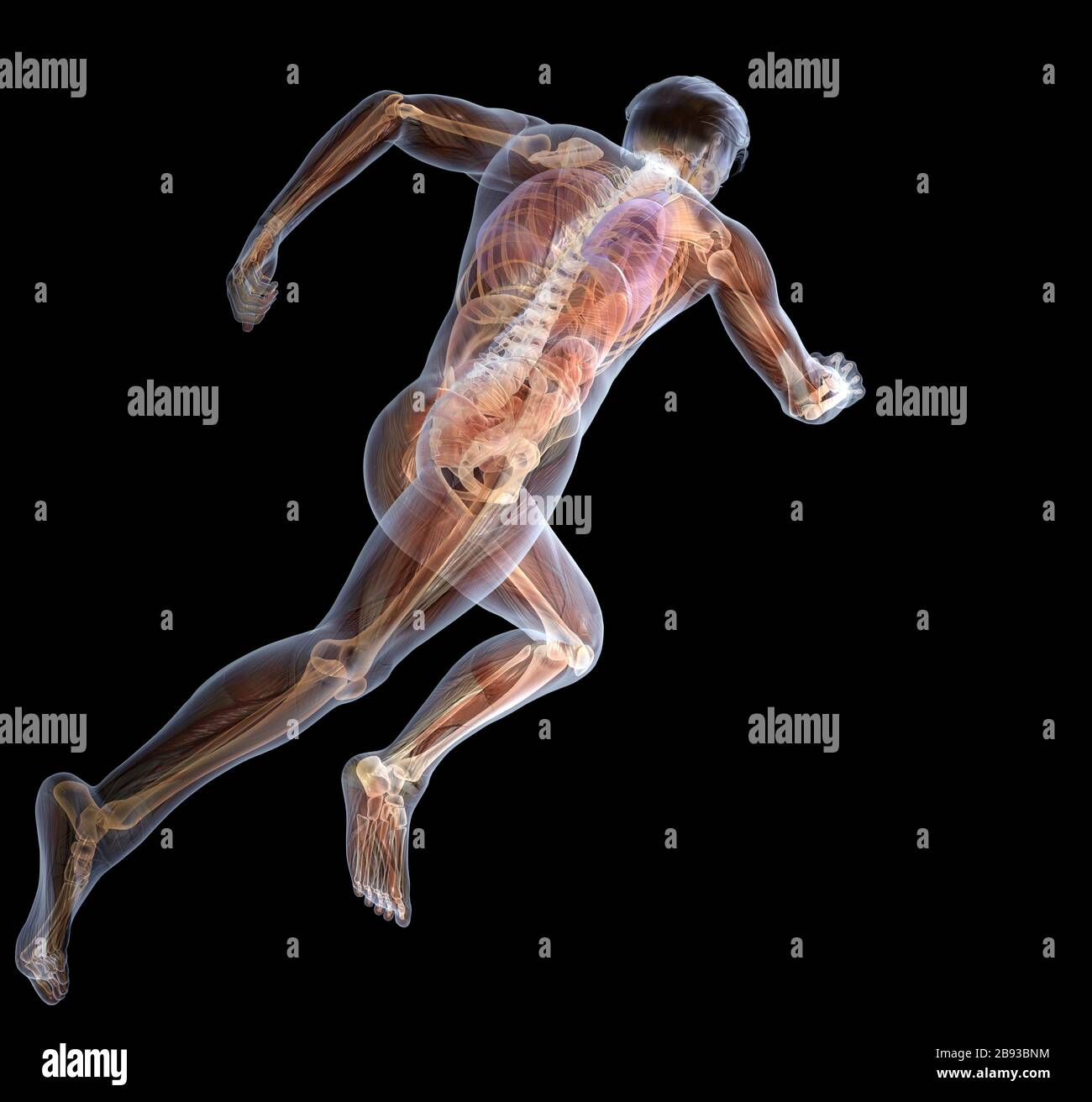 3D illustration showing running man with inner organs, heart, lungs ...