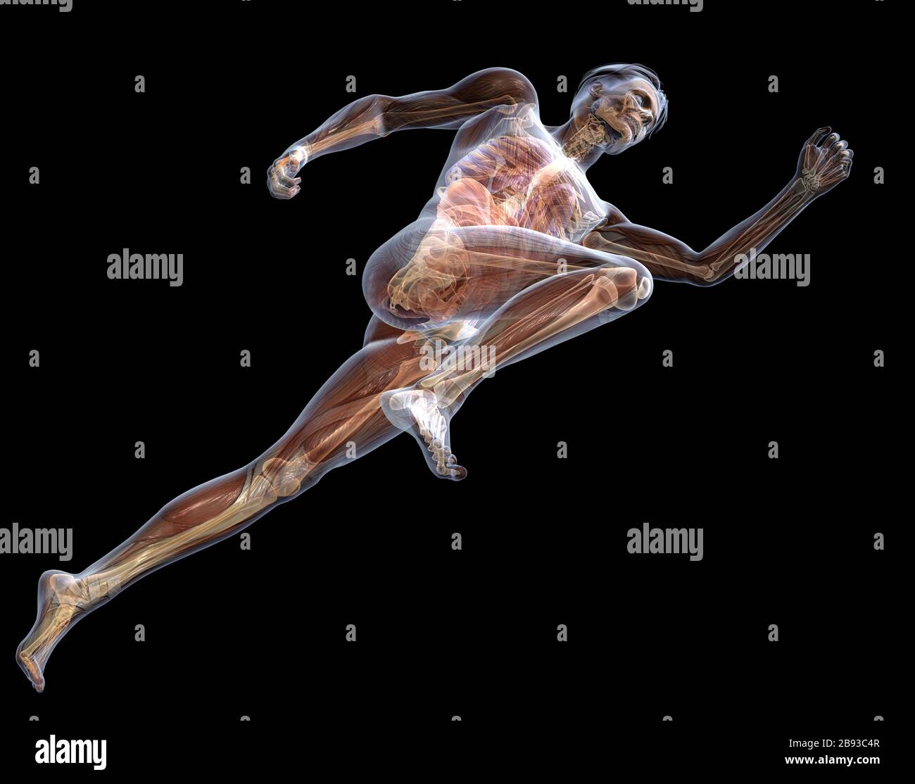 3D illustration showing running man with inner organs, highlighted ...
