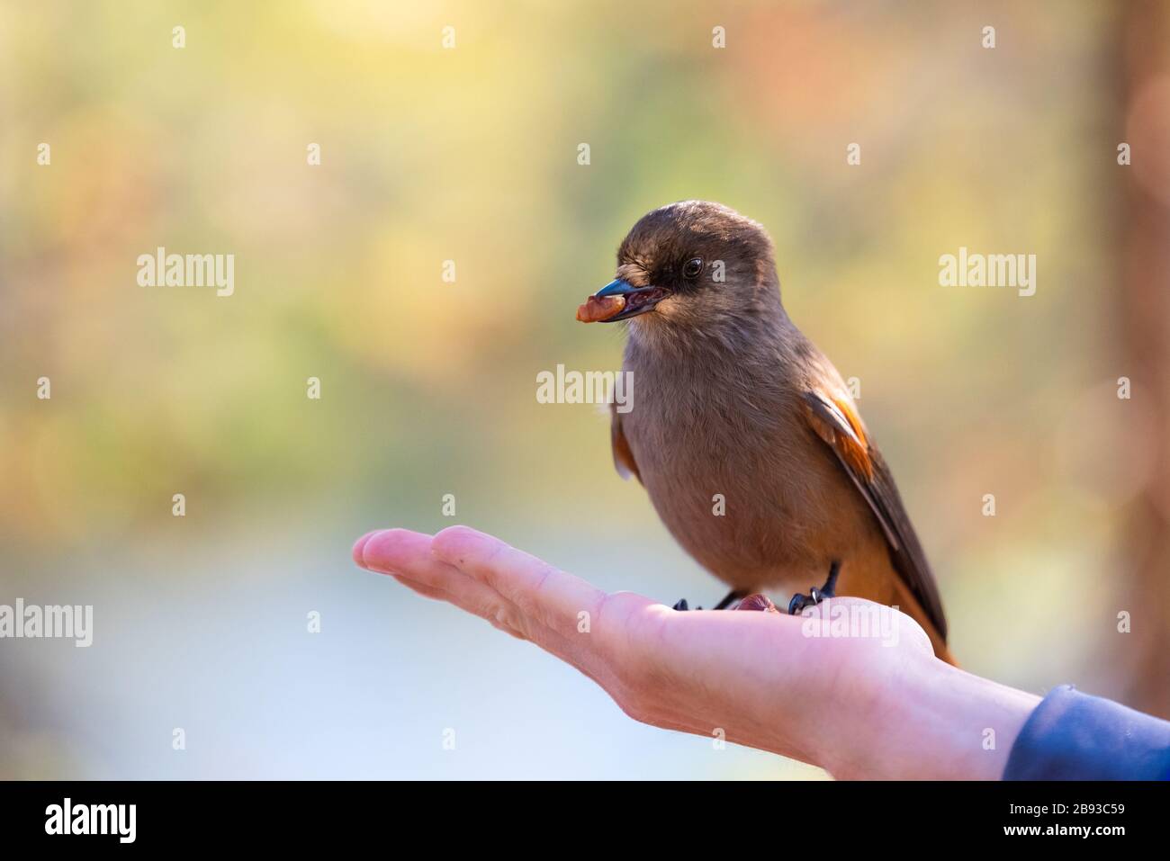 Siberian Jay is sitting on hand and eat nuts. Wildlife. Finland Stock ...