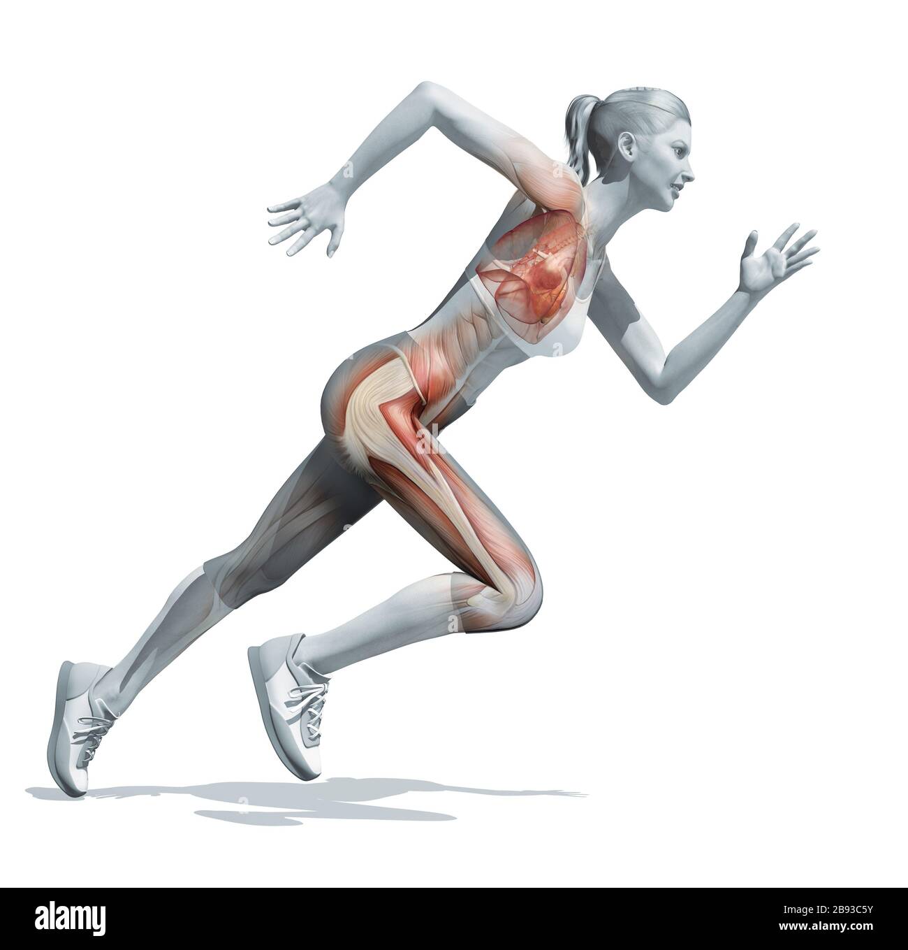 3D illustration showing running woman with inner organs, hghlighted ...