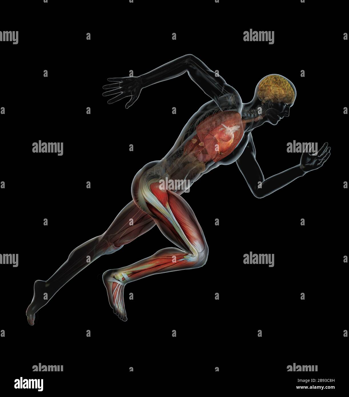 3D illustration showing running man with inner organs, hghlighted heart ...