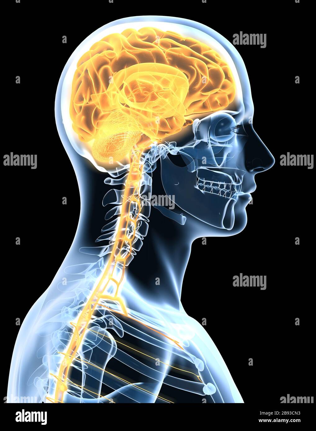 Transparent human brain of a man with spinal cord and spine, medical 3D ...