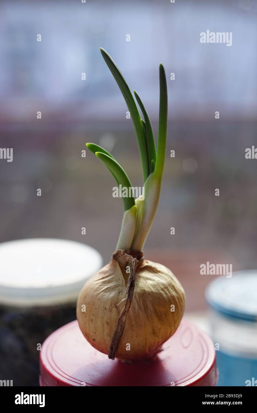 Old onion with green sprouts, vegetable bow on a glass jar with a lid ...