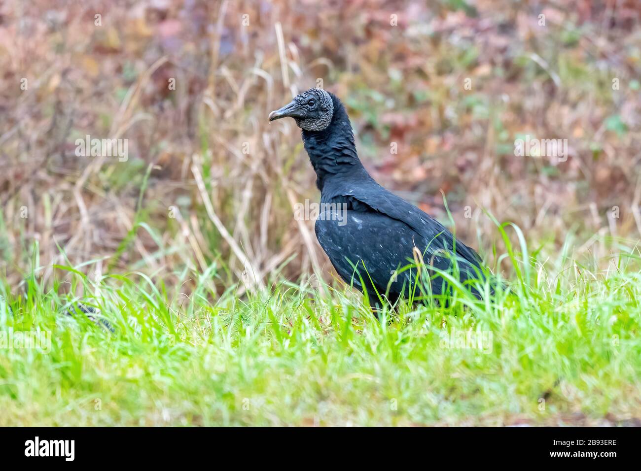 A Black Vulture (Coragyps atratus) on the ground in the Savannah ...