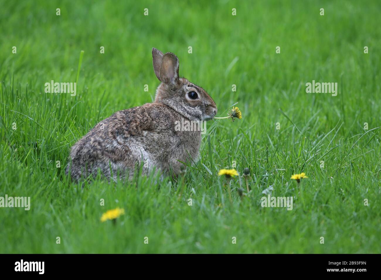 Brush rabbit hi-res stock photography and images - Alamy