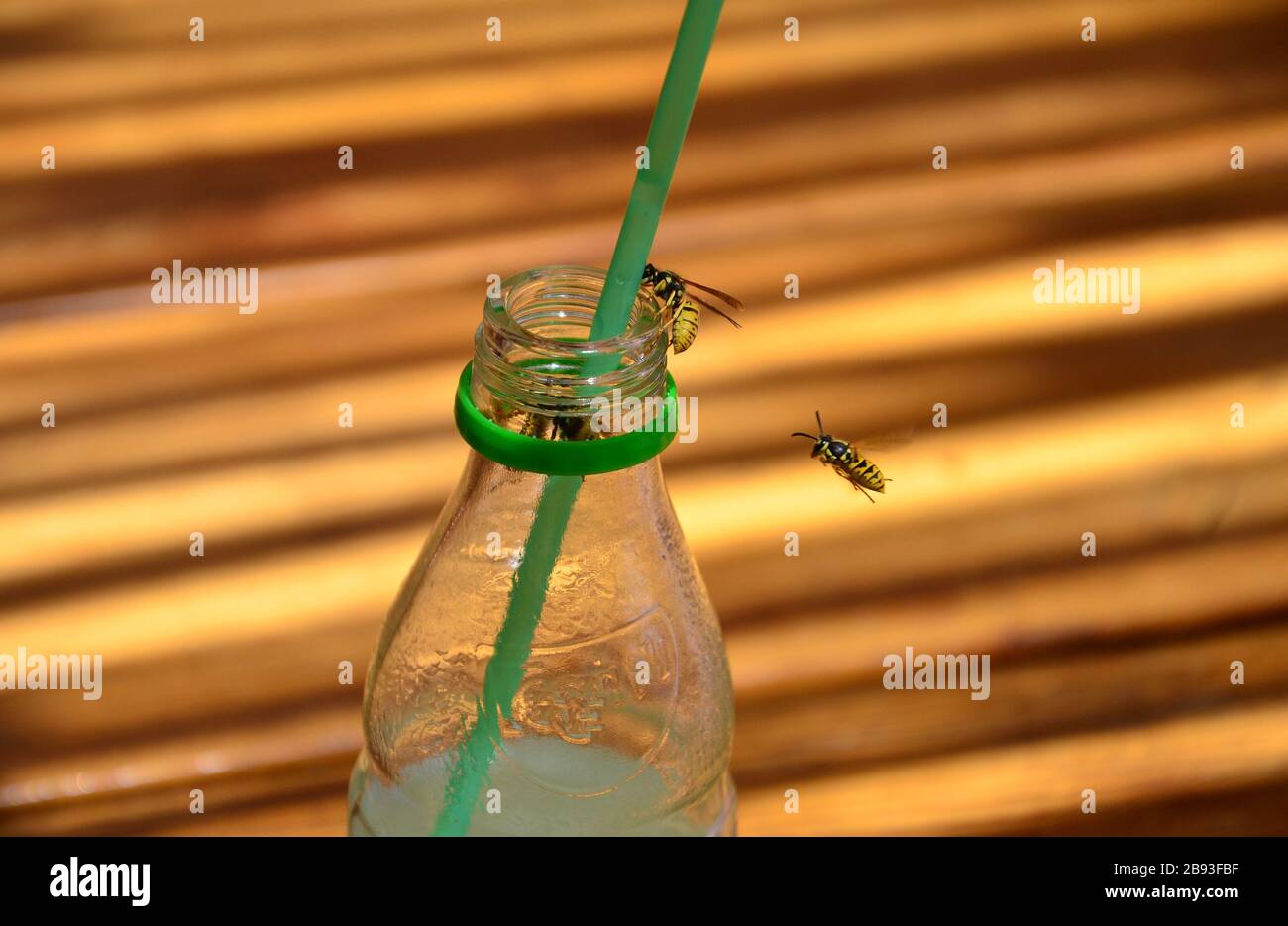 Thirsty wasps drinking from a lemonade bottle Stock Photo - Alamy