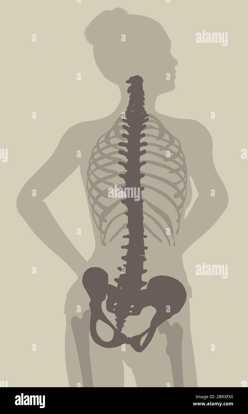 Lumbar spine anatomy female hi-res stock photography and images - Alamy