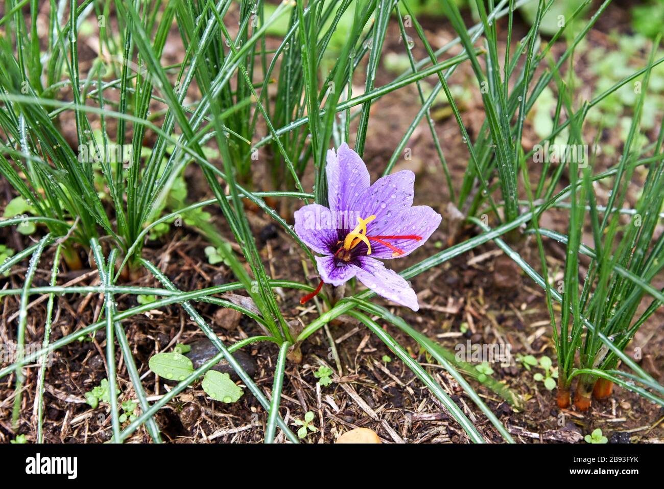 Saffron crocus hi-res stock photography and images - Alamy
