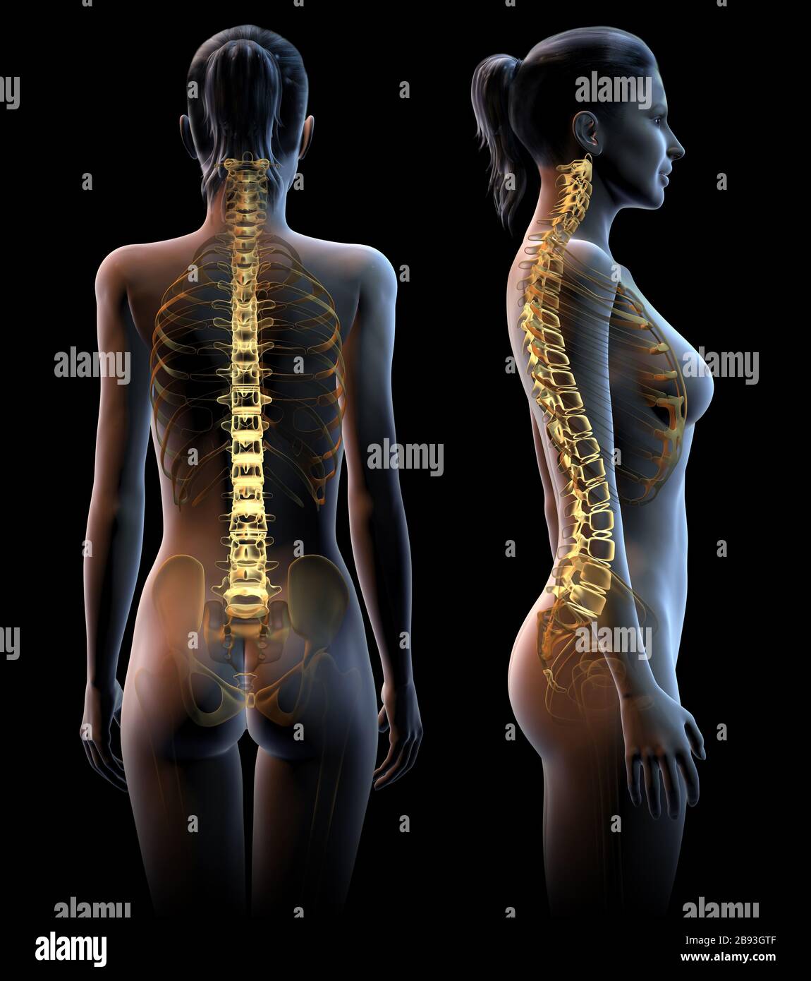 Human Skeleton Back 3d