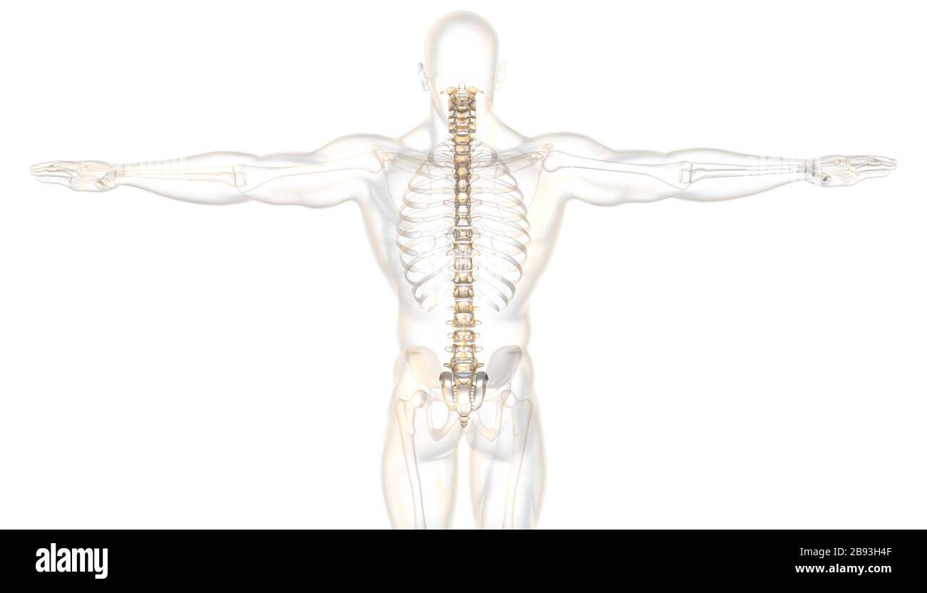 Anterior And Posterior Body Female