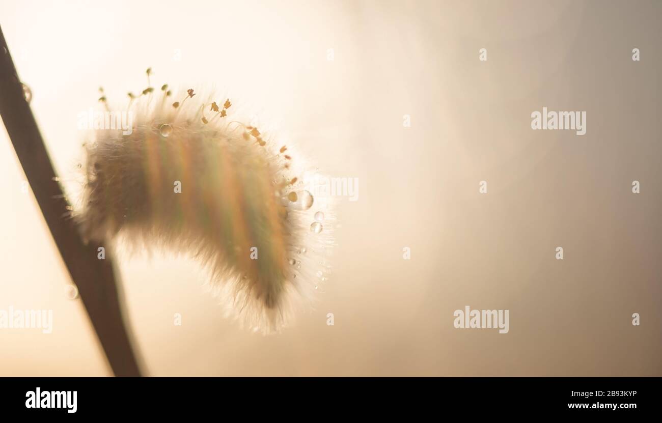 spring background. flowering willow in the morning sun. rainbow effect ...