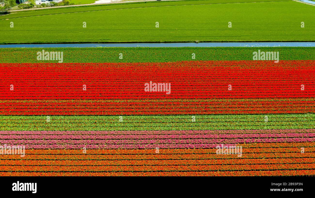 Tulip fields holland aerial hi-res stock photography and images - Alamy