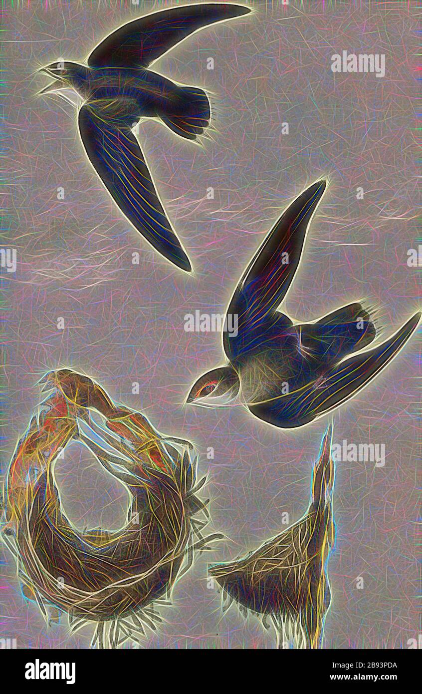 American Swift (Nests), Chimney Sailor (Chaetura pelagica), Signed: J.J ...