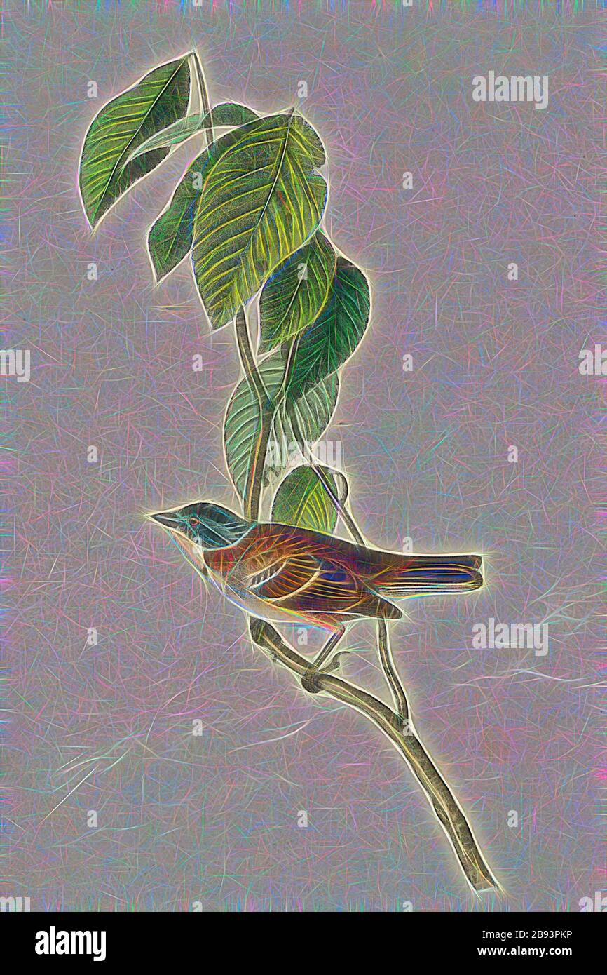 Mortons finch hi-res stock photography and images - Alamy